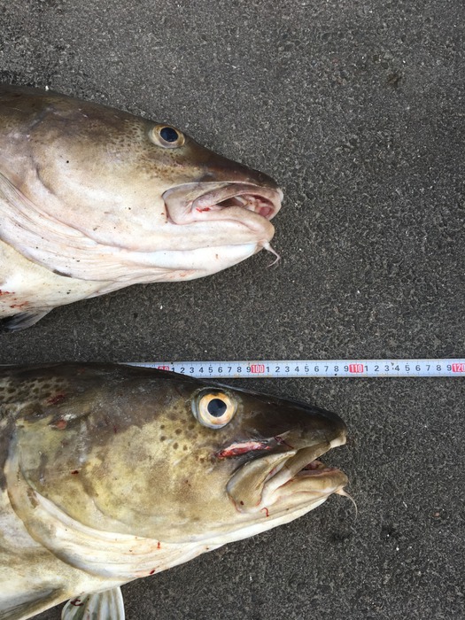 Treska obecná :: norska-pohoda