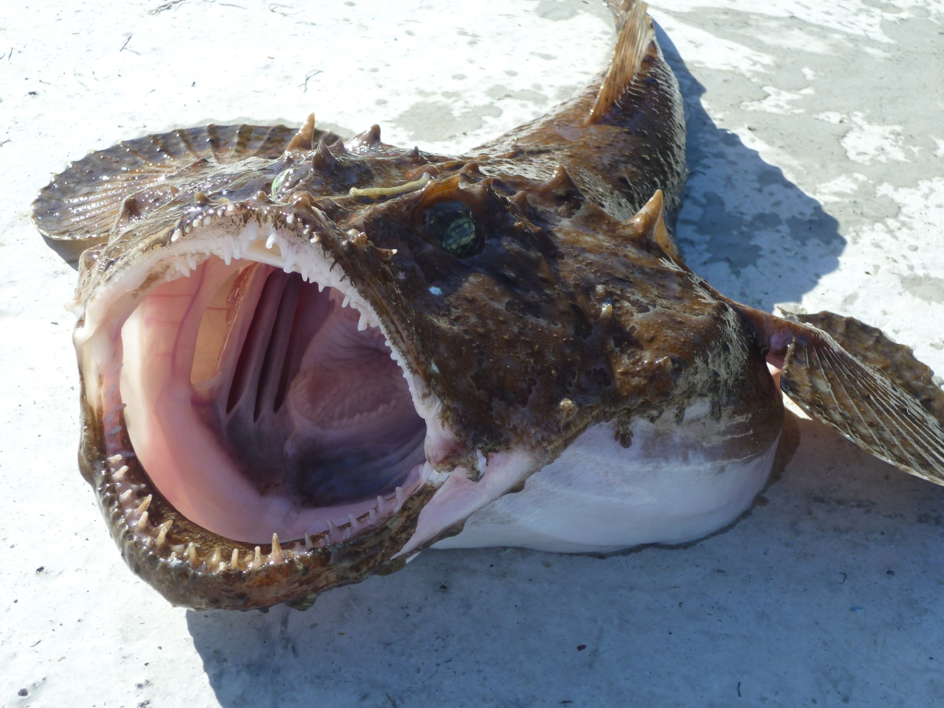 Mořská kočka :: norska-pohoda